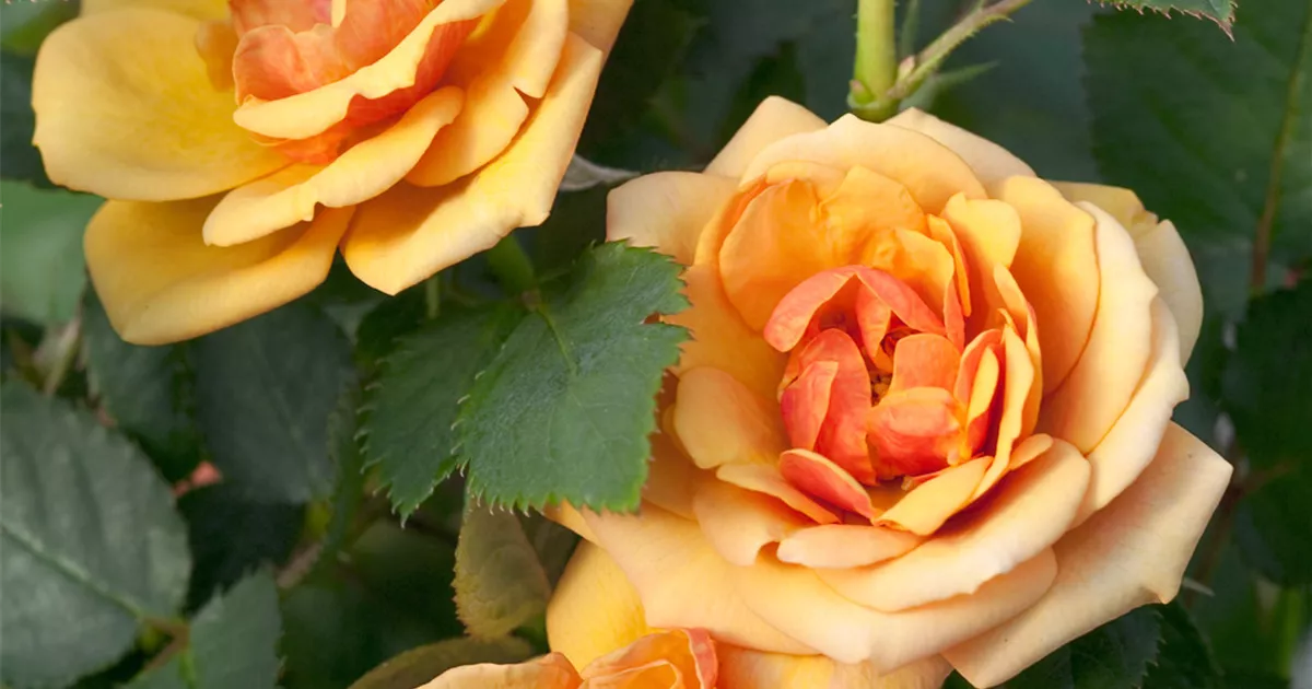 Rosa 'Patio Hit' - BAUHAUS E-Business GmbH & Co. KG